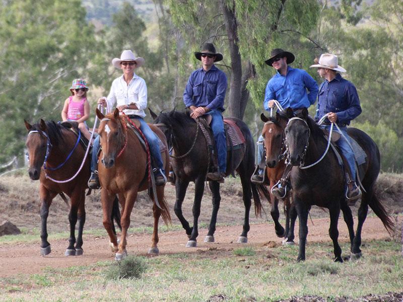 Australian Brahman Cattle - Lancefield Brahmans