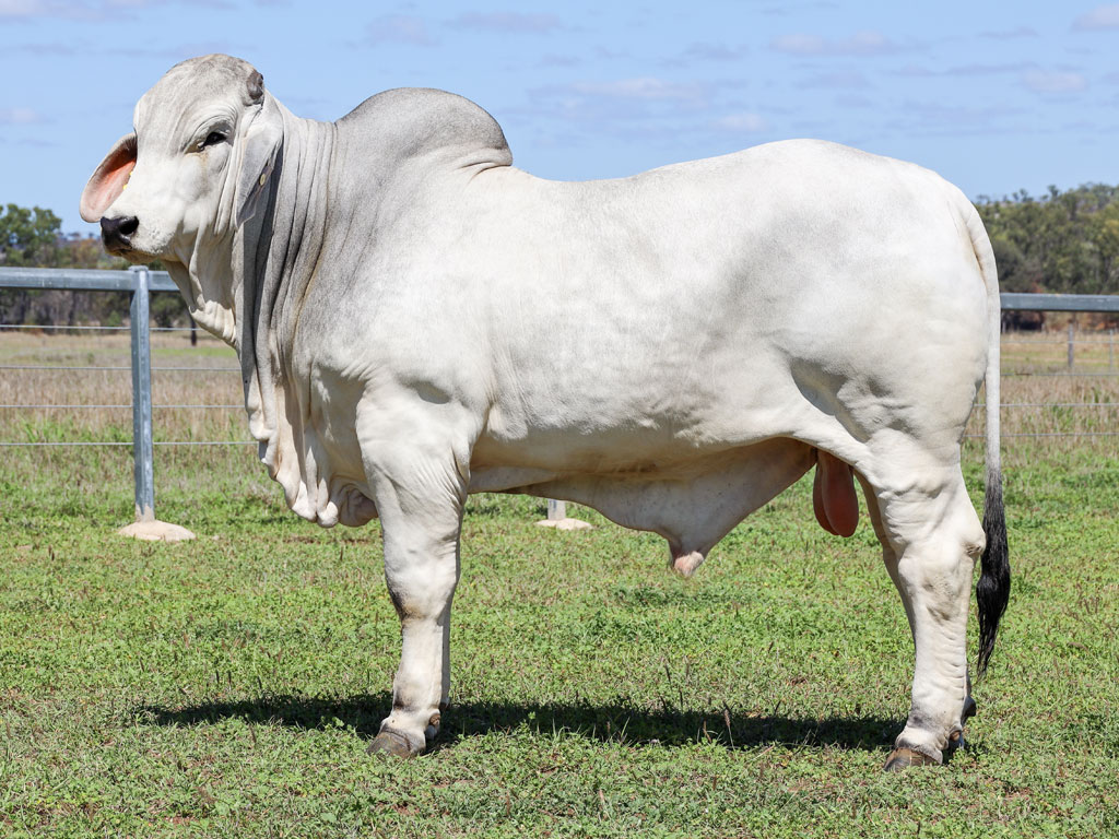 032 ELROSE BREAKOUT 23007 (PS) - Lancefield Brahmans