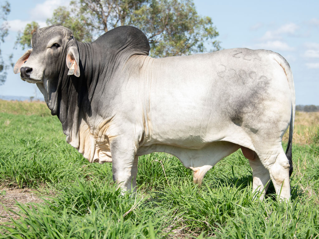 032 ELROSE BREAKOUT 23007 (PS) - Lancefield Brahmans