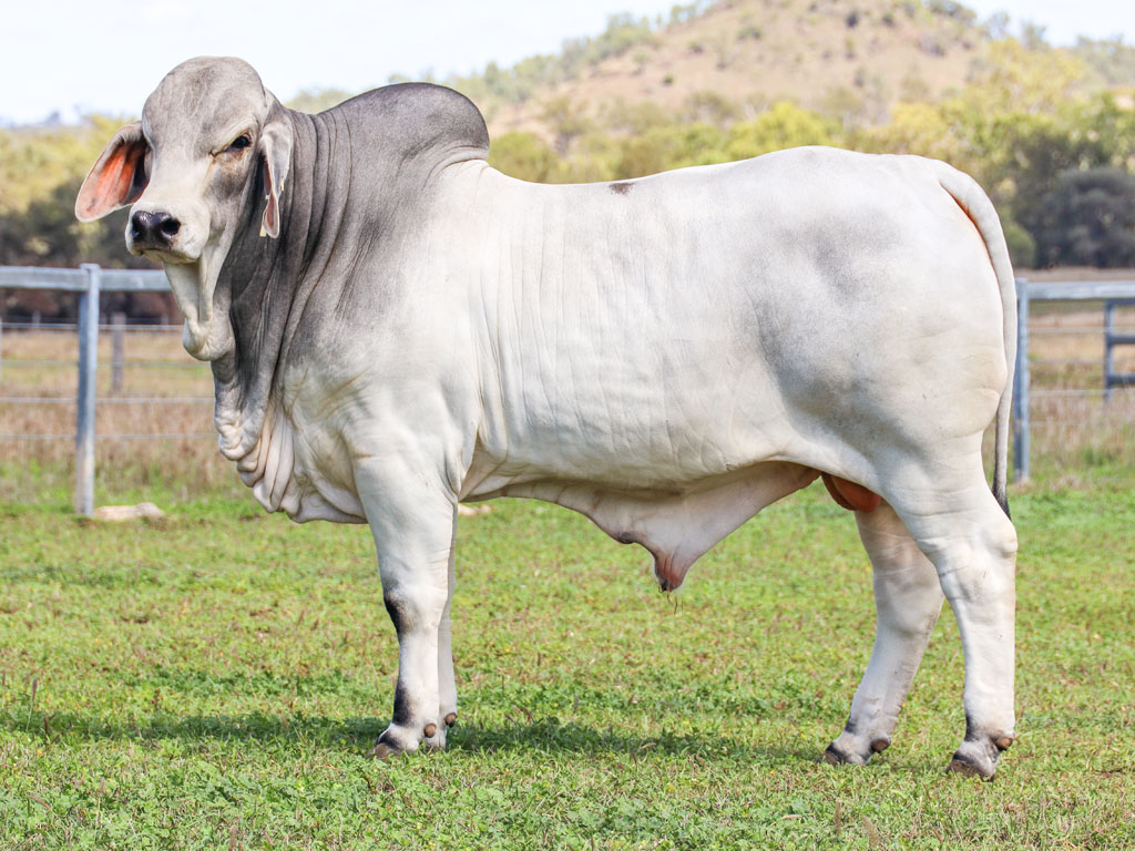 032 ELROSE BREAKOUT 23007 (PS) - Lancefield Brahmans