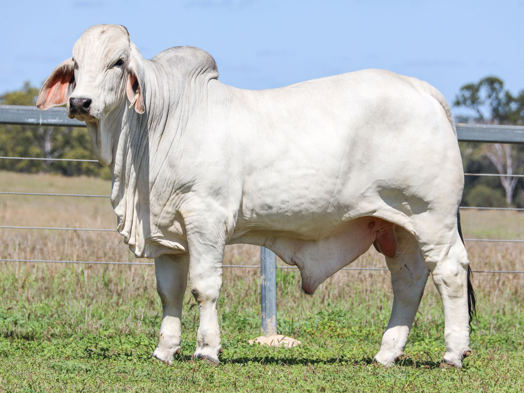 032 ELROSE BREAKOUT 23007 (PS) - Lancefield Brahmans