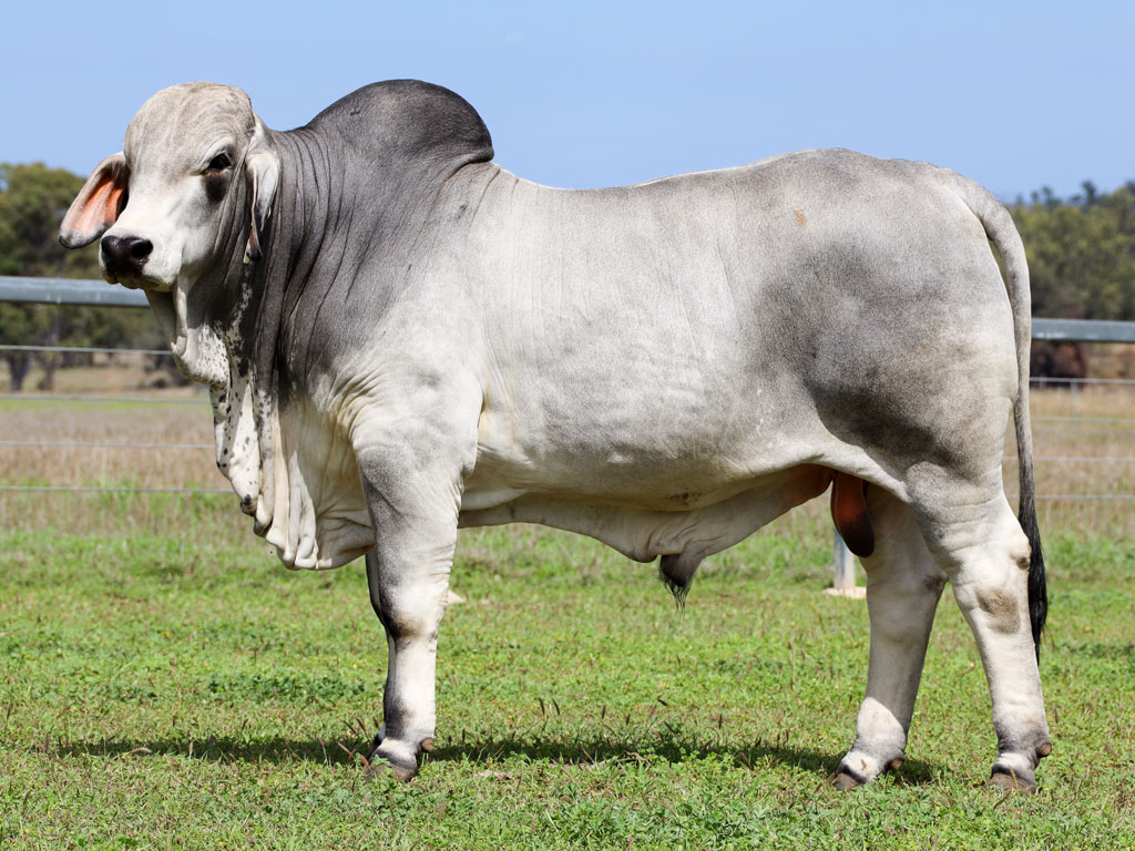 032 ELROSE BREAKOUT 23007 (PS) - Lancefield Brahmans